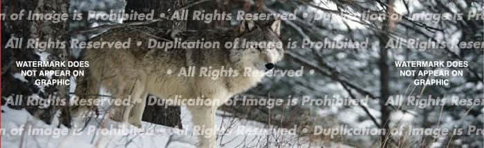 Winter Wolf Rear Window Decal – Custom Vinyl Graphics