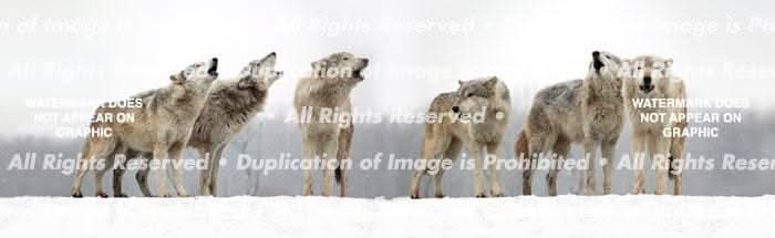 Wolf Pack Rear Window Decal – Custom Vinyl Graphics