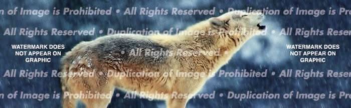 Wolves 2 Rear Window Decal – Custom Vinyl Graphics