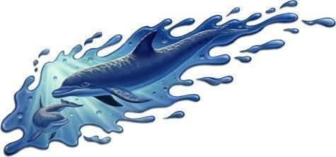 Dolphin Splash Vinyl Graphic – Custom Vinyl Graphics